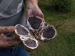 Desert Truffles – Curious Foodies