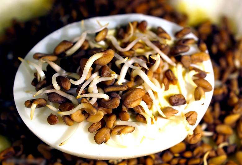 Fenugreek – Curious Foodies
